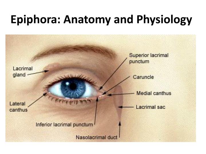 PPT - Oculoplastics and Lacrimal Disorders PowerPoint Presentation - ID ...