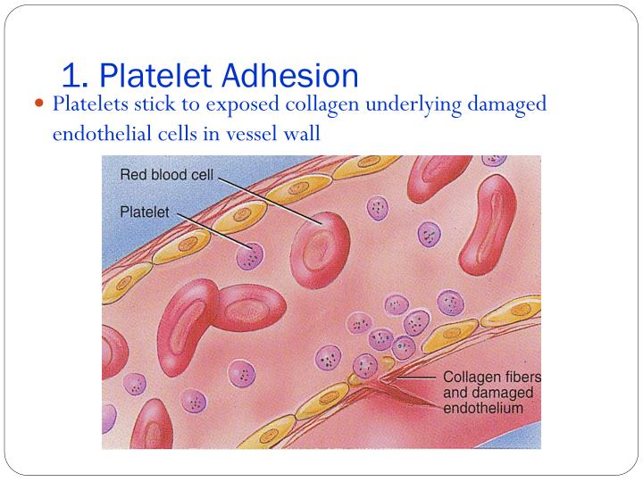 PPT - CMWM633 WESTERN MEDICAL LABORATORY & IMAGING Credit hour: 3 ...