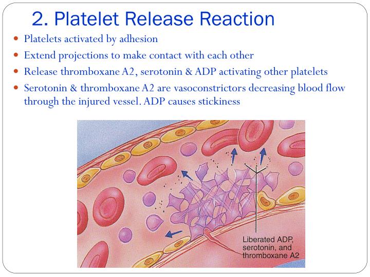 PPT - CMWM633 WESTERN MEDICAL LABORATORY & IMAGING Credit hour: 3 ...
