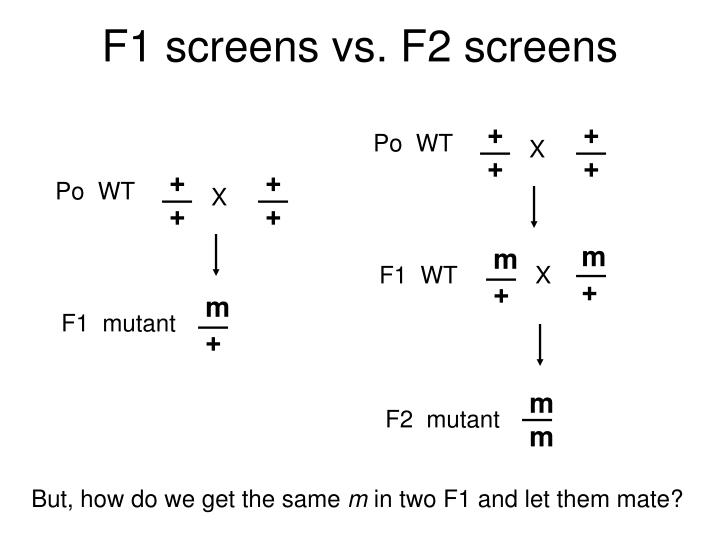 PPT - Forward Genetics PowerPoint Presentation - ID:279848