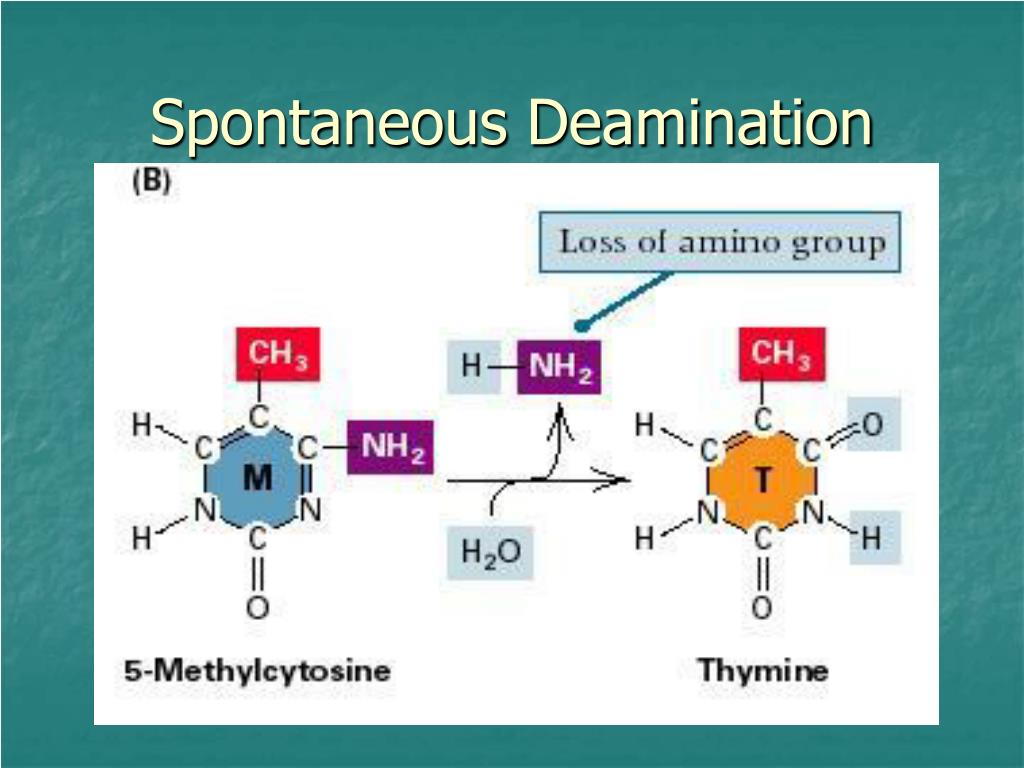 PPT - 5-Methylcytosine as Mutagenic “Hot Spot” in Duplex DNA PowerPoint ...