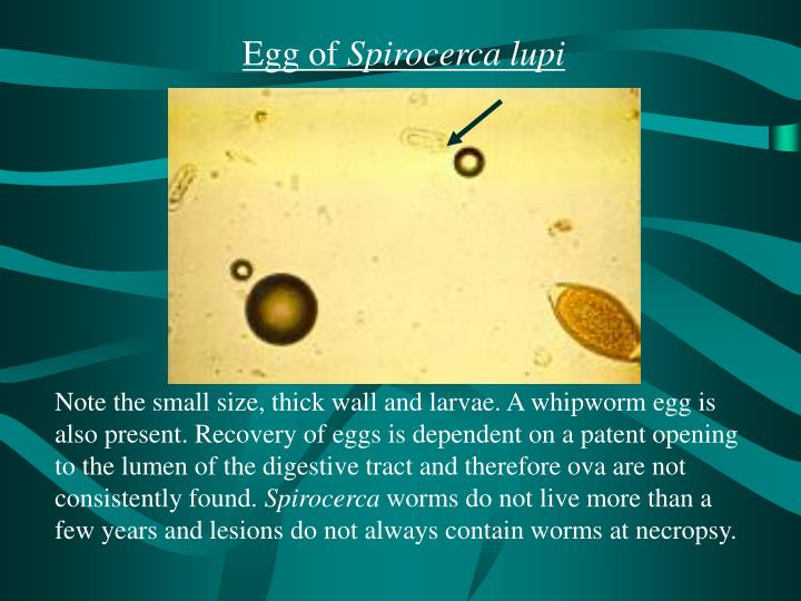 PPT - Gastrointestinal Spirurid Parasites of the Dog and Cat PowerPoint ...