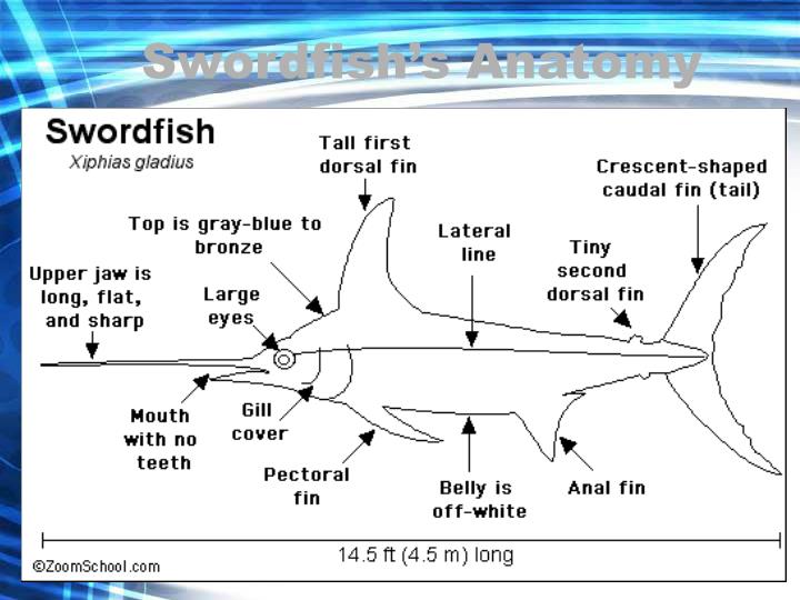 PPT - Swordfish PowerPoint Presentation - ID:280729