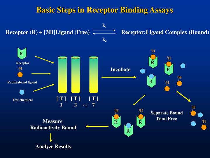 PPT - Androgen Receptor Binding Assay Update PowerPoint Presentation ...