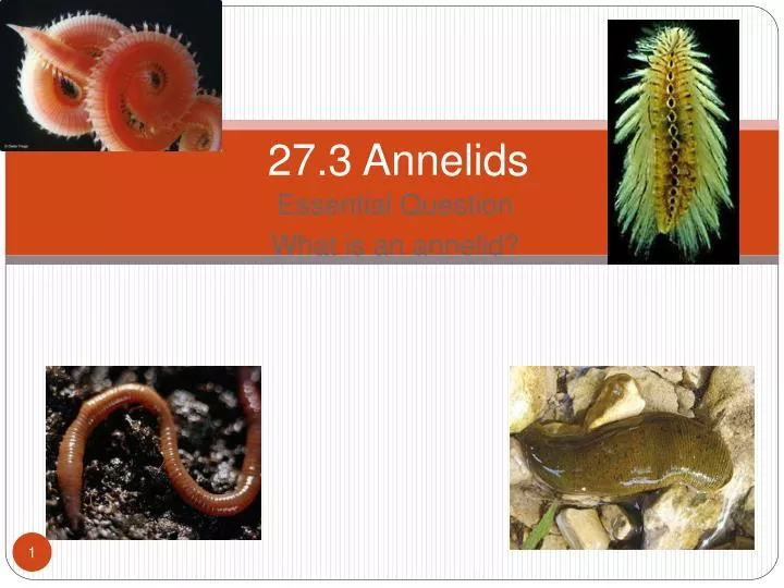PPT - 27.3 Annelids PowerPoint Presentation, free download - ID:280991