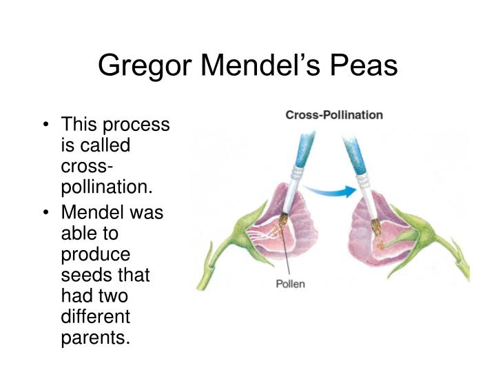 PPT - 11-1 The Work of Gregor Mendel PowerPoint Presentation - ID:281115