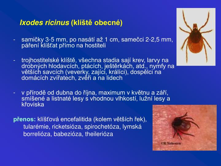 PPT - Základy parazitologie PowerPoint Presentation - ID:283192