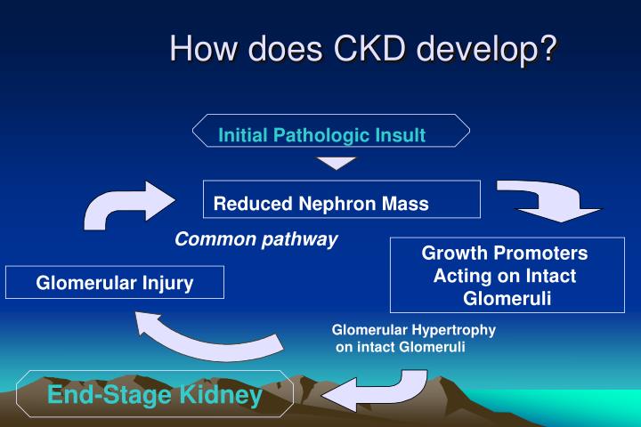 PPT - Chronic Kidney Disease PowerPoint Presentation - ID:283585