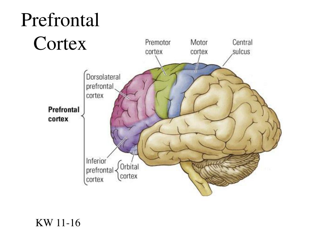 PPT Mapping The Cortex PowerPoint Presentation Free Download ID 285297 PPT Mapping The Cortex PowerPoint Presentation Free Download ID 285297
