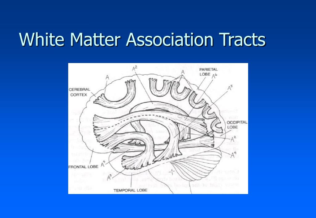 PPT - The treatment of ASD in young adults. PowerPoint Presentation ...