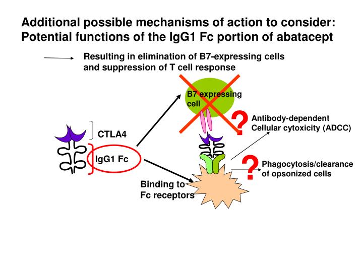 PPT - Abatacept (hCTLA4-Ig) For the Treatment of Rheumatoid Arthritis ...
