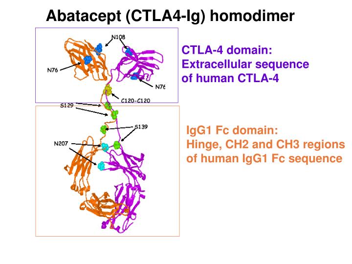 PPT - Abatacept (hCTLA4-Ig) For the Treatment of Rheumatoid Arthritis ...