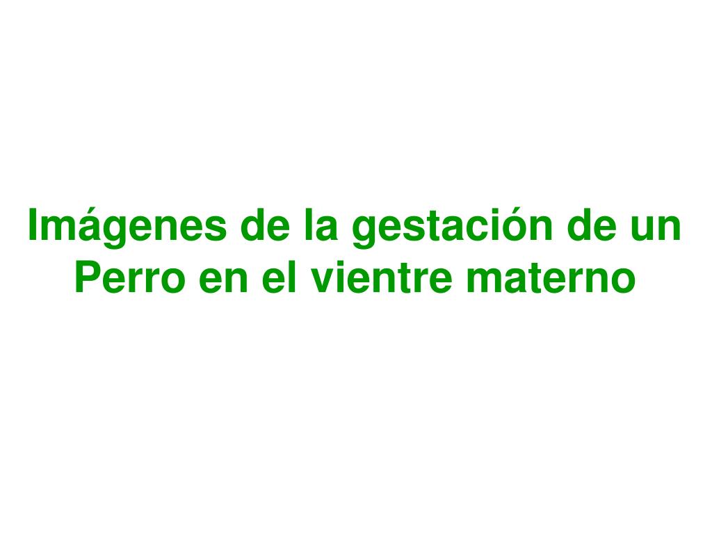 PPT - ANIMALES DENTRO DEL ÚTERO Imágenes de National Geographic ...