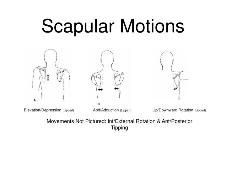 PPT - The Shoulder: Positioning and Handling Considerations Post-Stroke ...