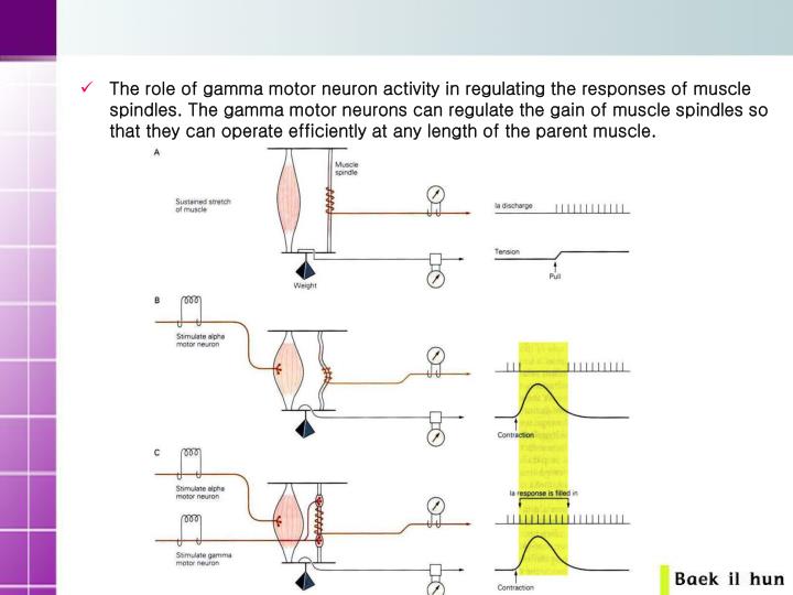 PPT - Muscle Tone and Spasticity PowerPoint Presentation - ID:287713