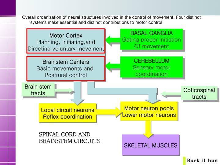 PPT - Muscle Tone and Spasticity PowerPoint Presentation - ID:287713