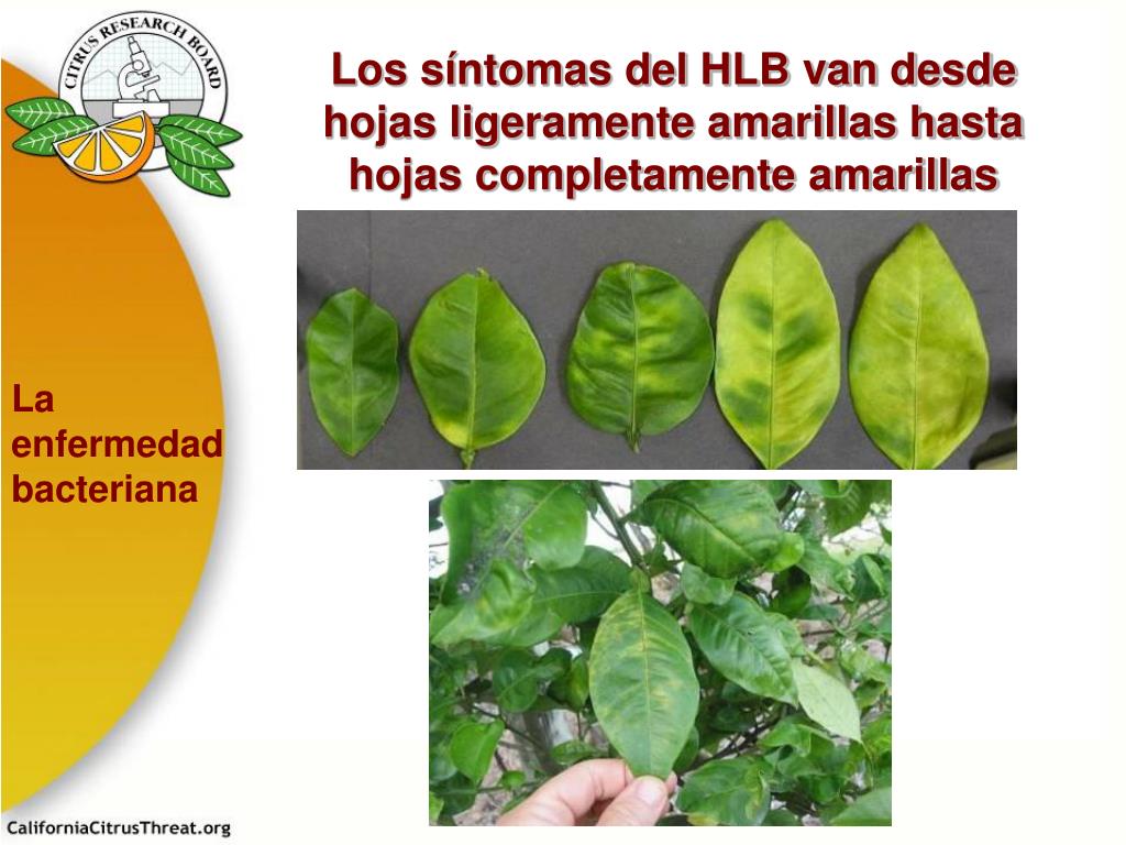 Ppt El Psílido Asiático De Los Cítricos Y La Enfermedad De
