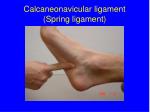 PPT - Foot Surface Anatomy PowerPoint Presentation - ID:288077