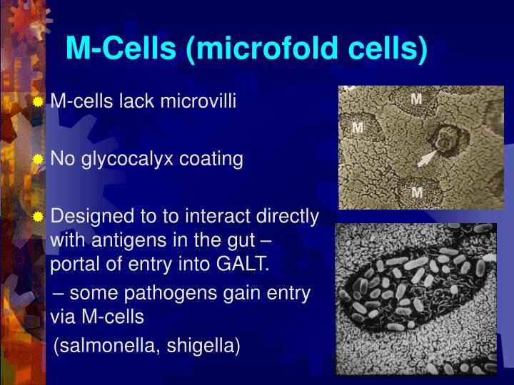 PPT - Mechanisms of Mucosal Defense PowerPoint Presentation - ID:290754