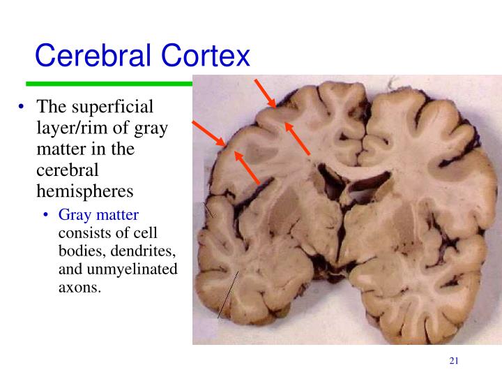 PPT - Lab Activity 15 PowerPoint Presentation - ID:291378