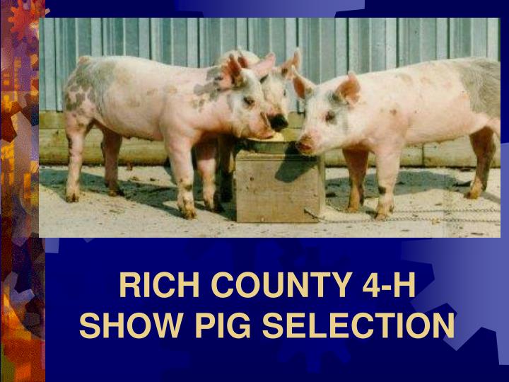 PPT - RICH COUNTY 4-H SHOW PIG SELECTION PowerPoint Presentation, free ...