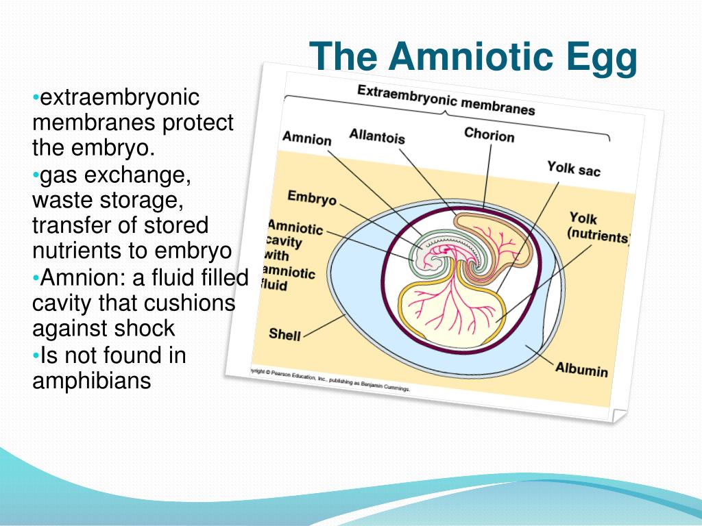 This Diagram Is Of An Amniote Egg What Is The Correct