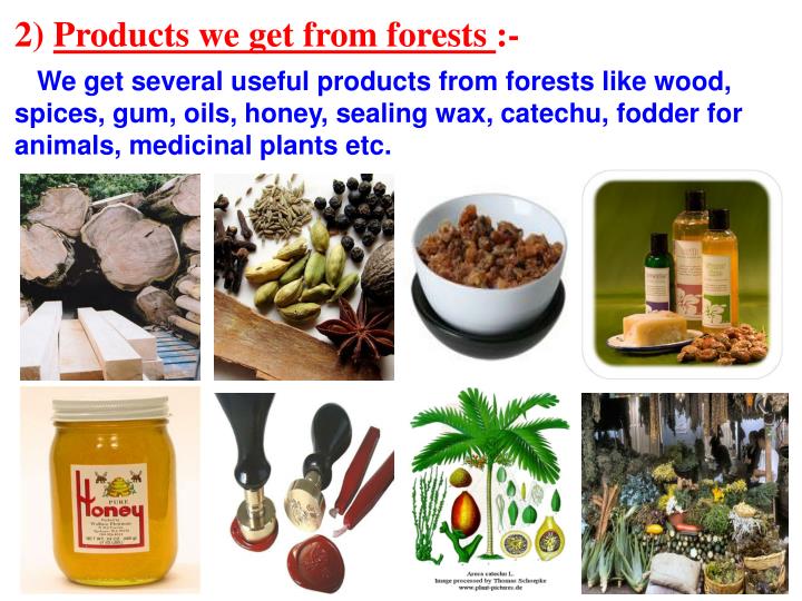 PPT - CHAPTER - 17 Forests : Our lifeline PowerPoint Presentation - ID ...