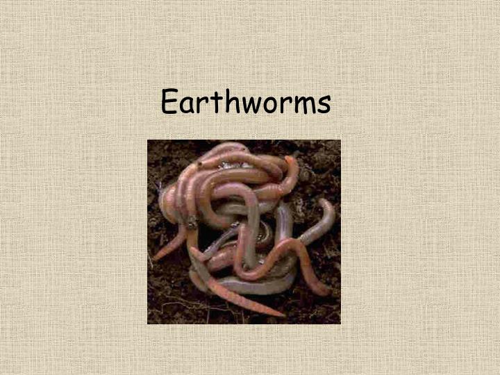 PPT - Earthworms PowerPoint Presentation, free download - ID:293219