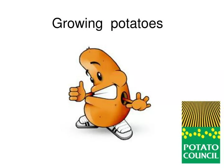 PPT - Growing potatoes PowerPoint Presentation, free download - ID:293513