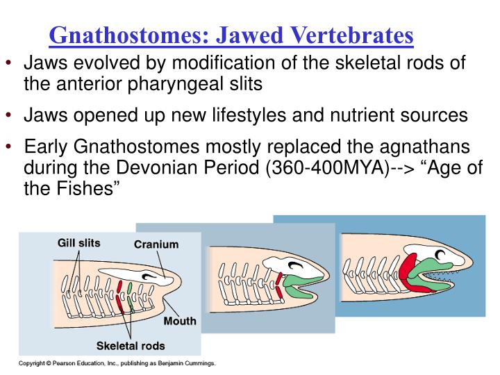 PPT - Vertebrate Evolution: Animals with a vertebral column made of ...