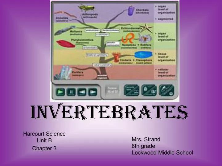 PPT - Invertebrates PowerPoint Presentation, free download - ID:294942