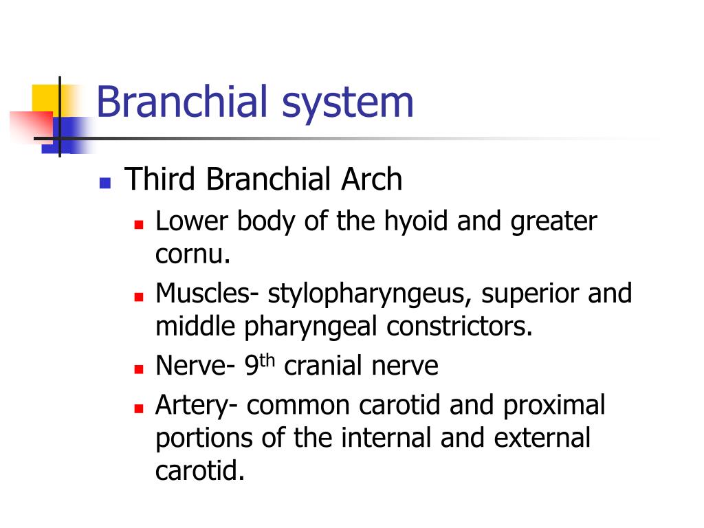 PPT - Embryology of the Neck & Neck Masses PowerPoint Presentation - ID ...