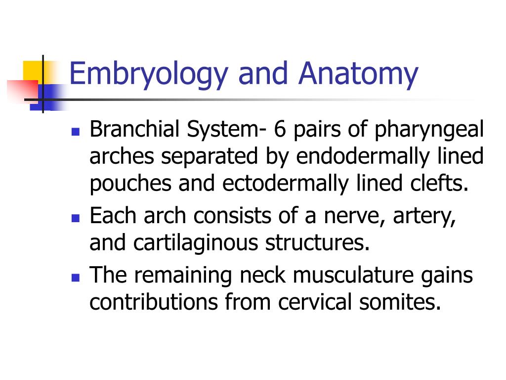 PPT - Embryology of the Neck & Neck Masses PowerPoint Presentation - ID ...