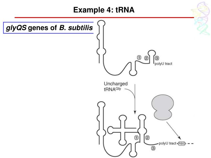 PPT - Gene regulation by riboswitches PowerPoint Presentation - ID:295957
