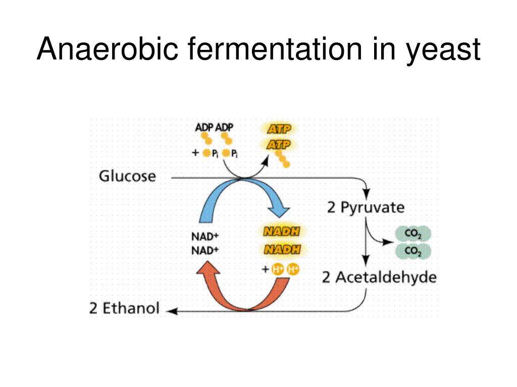 Ppt Cellular Respiration Fermentation In Yeast Powerp - vrogue.co Ppt Cellular Respiration Fermentation In Yeast Powerp - vrogue.co