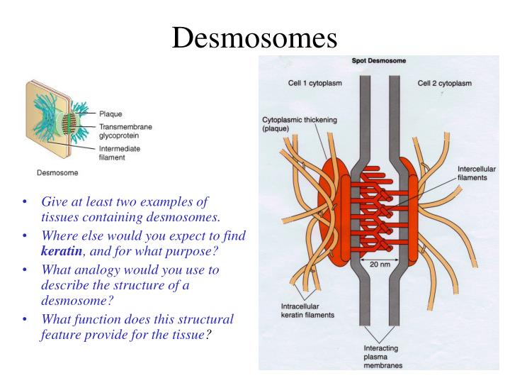 PPT - The Tissue Level of Organization PowerPoint Presentation - ID:296677