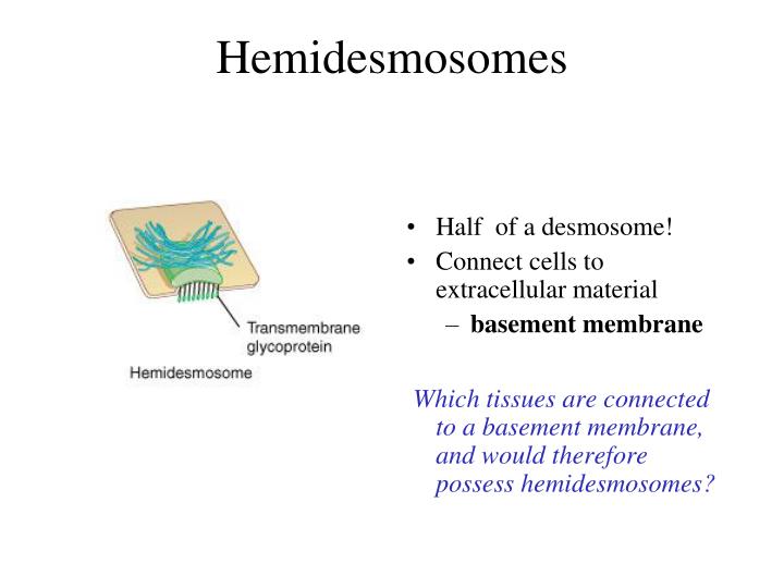 PPT - The Tissue Level of Organization PowerPoint Presentation - ID:296677