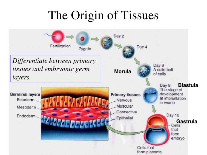 PPT - The Tissue Level of Organization PowerPoint Presentation - ID:296677