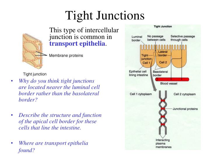 PPT - The Tissue Level of Organization PowerPoint Presentation - ID:296677