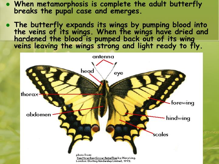 PPT - Interesting and fun facts about butterflies! PowerPoint ...