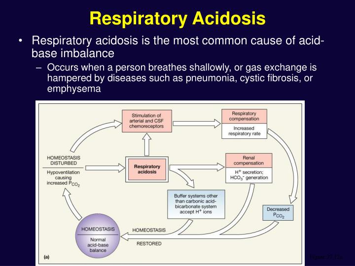 PPT - Fluid, Electrolyte, and Acid-Base Balance PowerPoint Presentation ...