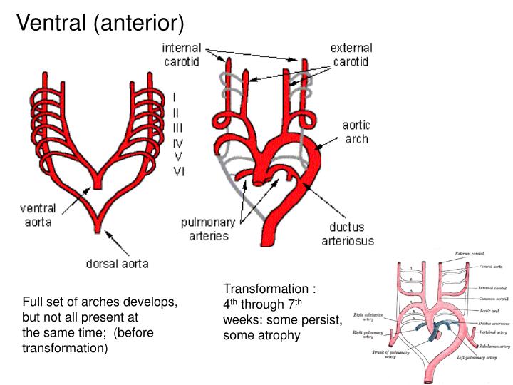 Ventral Definition In Anatomy
