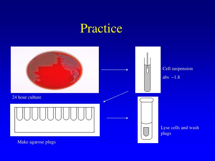 PPT - Pulse Field Gel Electrophoresis (PFGE) Explanation PowerPoint ...