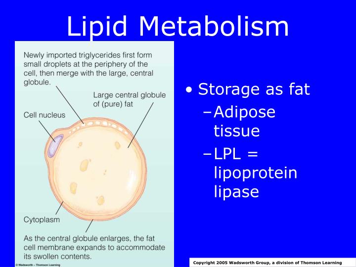 PPT - Lipid Transport PowerPoint Presentation - ID:298338