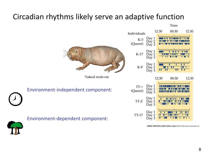 PPT - How does an animal organize its priorities? PowerPoint ...