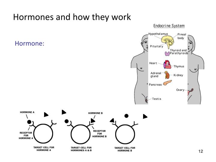 PPT - How does an animal organize its priorities? PowerPoint ...