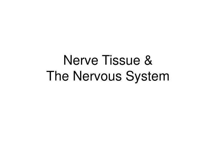 PPT - Nerve Tissue & The Nervous System PowerPoint Presentation, free ...