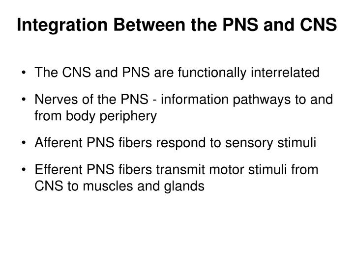 PPT - Fundamentals of the NS and Nervous Tissue PowerPoint Presentation ...