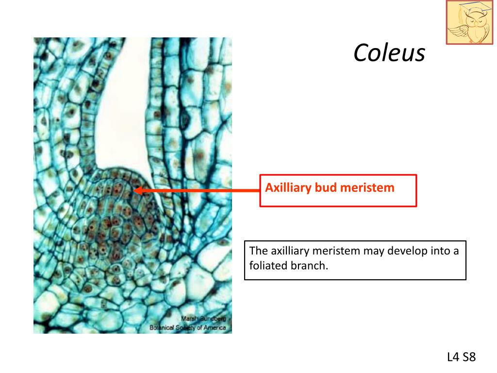 PPT - The Eudicot plant, morphology, meristems, cell types and tissues ...