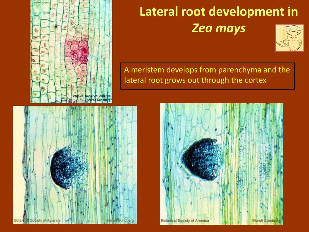 PPT - The Eudicot plant, morphology, meristems, cell types and tissues ...